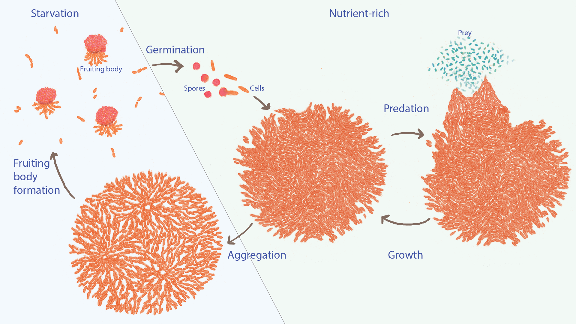 Research Themes - Microbiology & Cell Biology